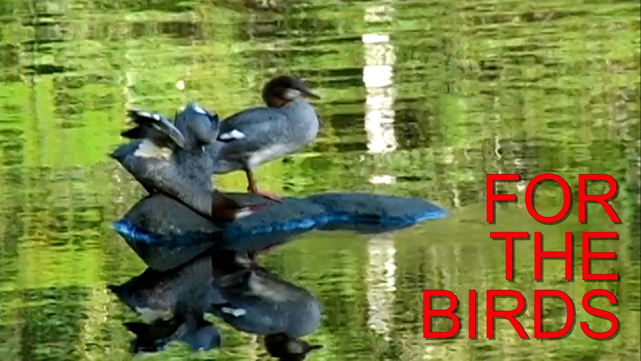 A Haida Gwaii Minute: For the Birds - YouTube