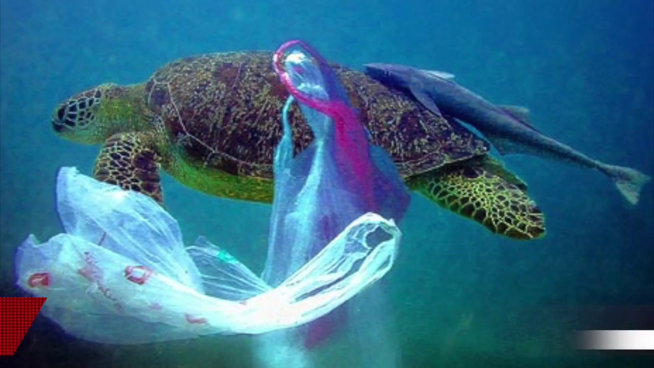 choking turtle PSA - YouTube