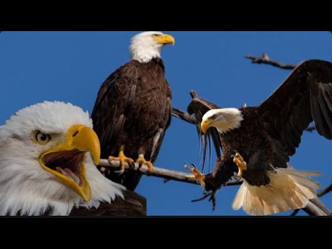 EAGLE DOCUMENTARY 🦅 - YouTube