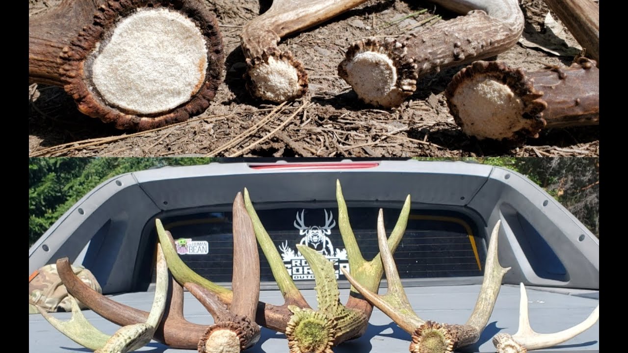 Shed hunting Southern Oregon Blacktail Country! Old To New, Big to ...