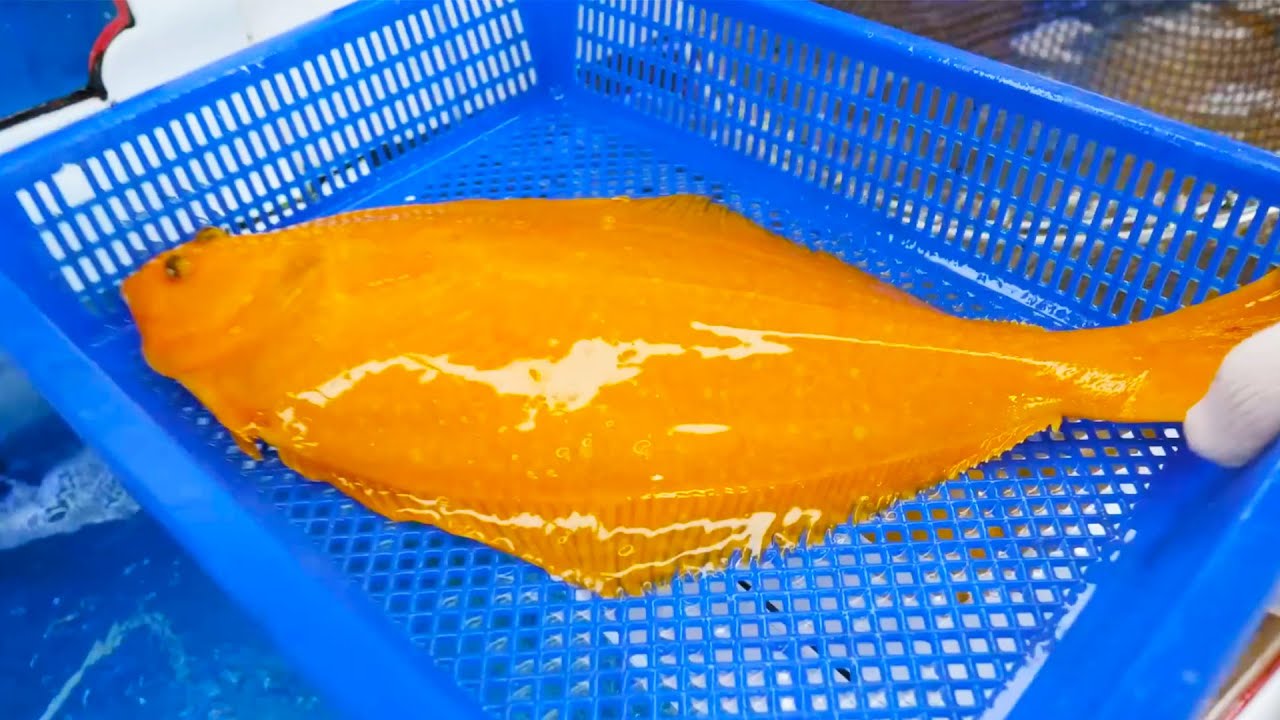 The world's most expensive golden halibut. - YouTube