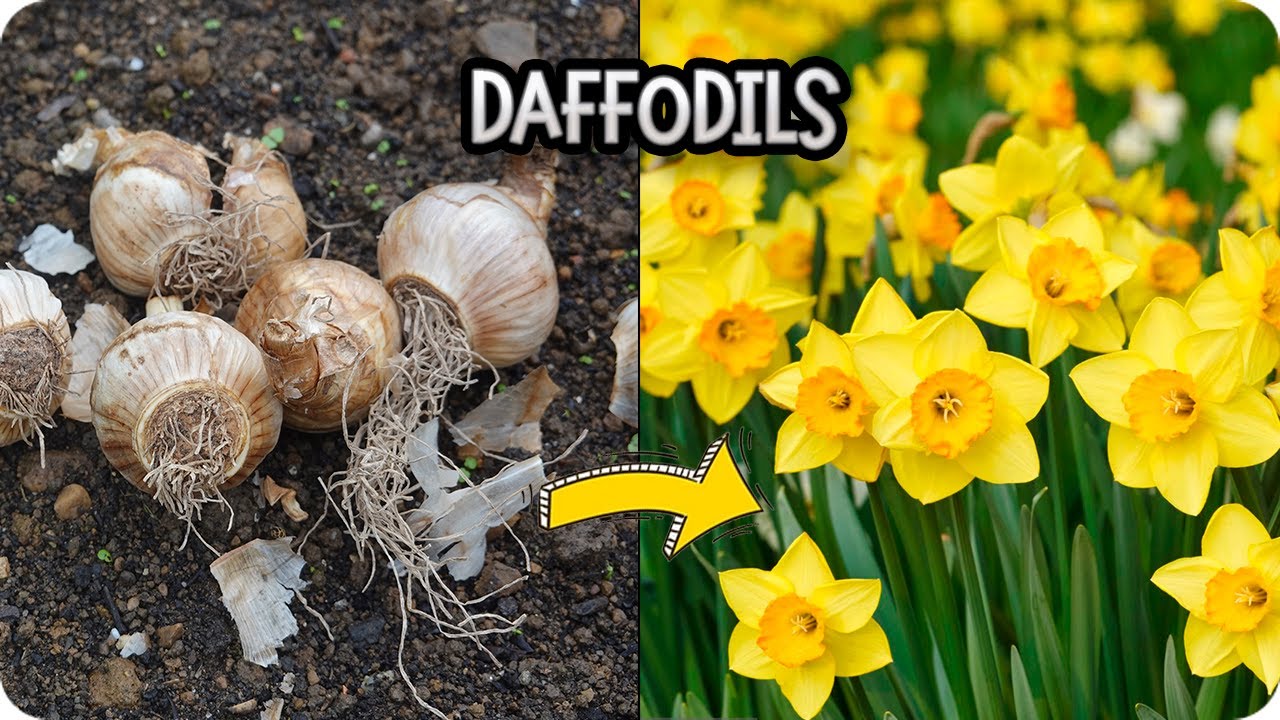 Daffodils Made Easy: How to Plant, Grow, and Care for Stunning Blooms ...