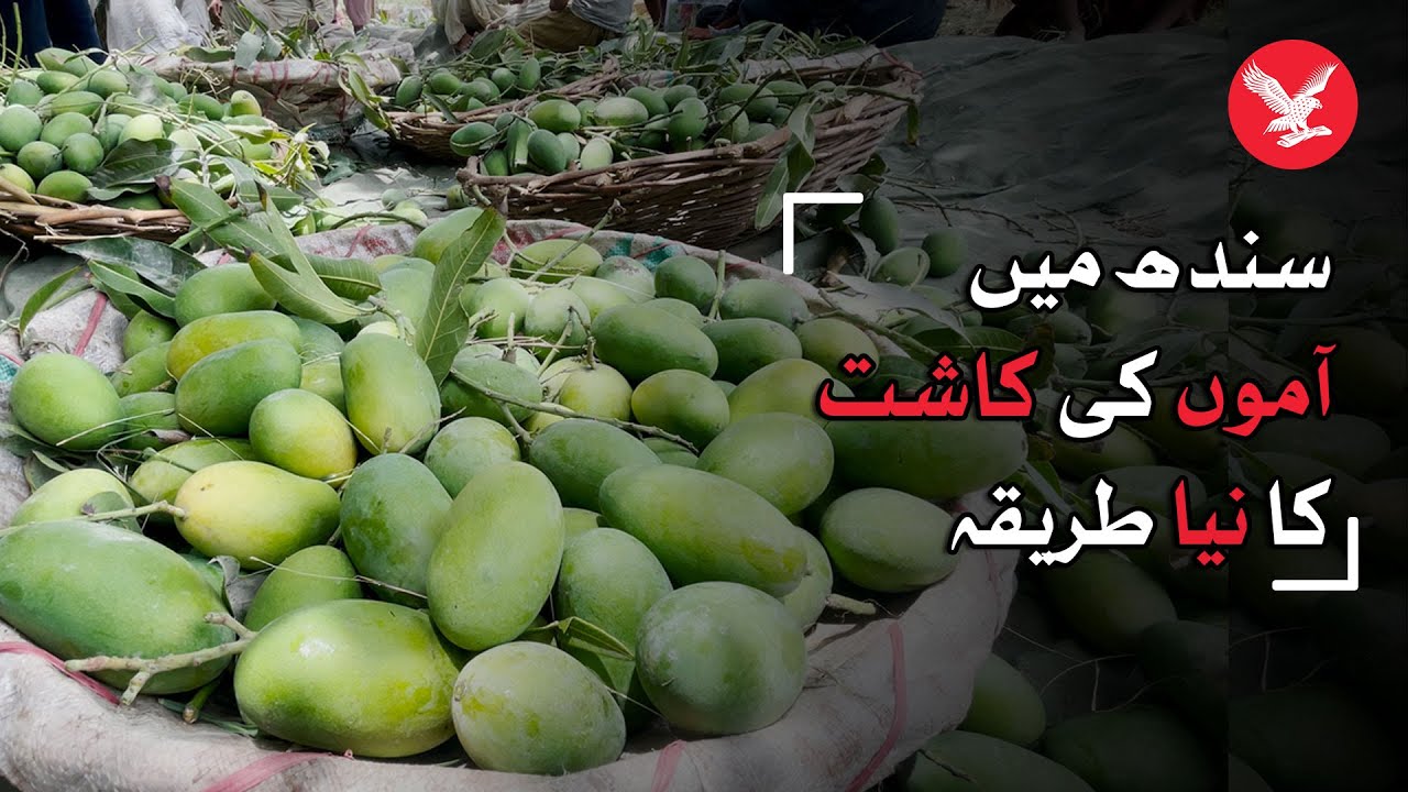 Sindh introduces innovative Mango cultivation method for higher yields ...