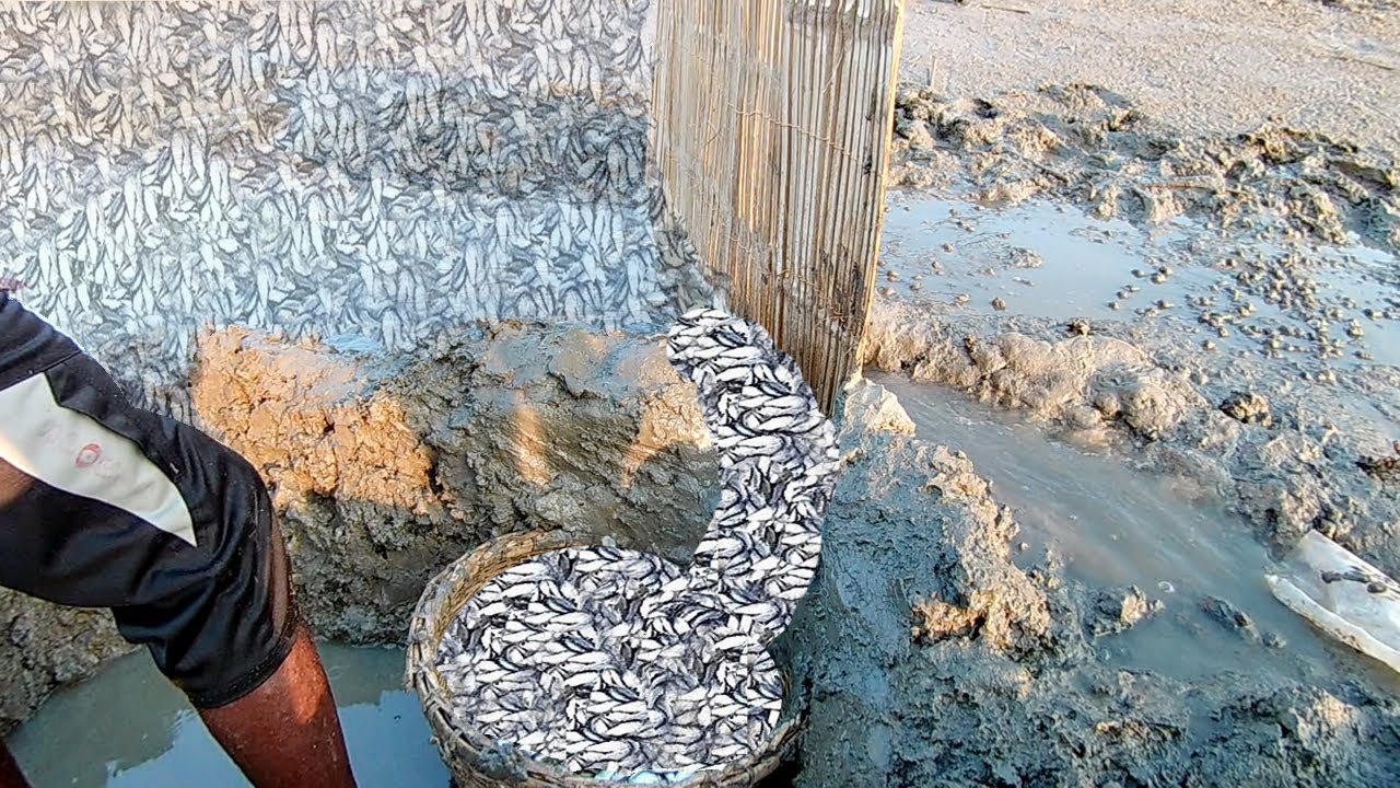 Awesome Traditional Fishing Video And Amazing Huge Small Fish Hunting ...