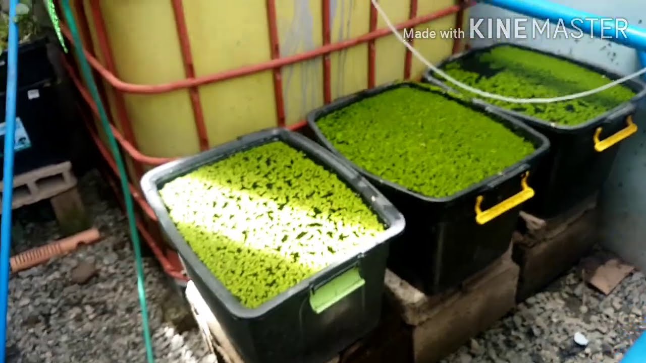 Aquaponics System: DAILY ROUTINE Feeding of my Fish+RED TILAPIA - YouTube