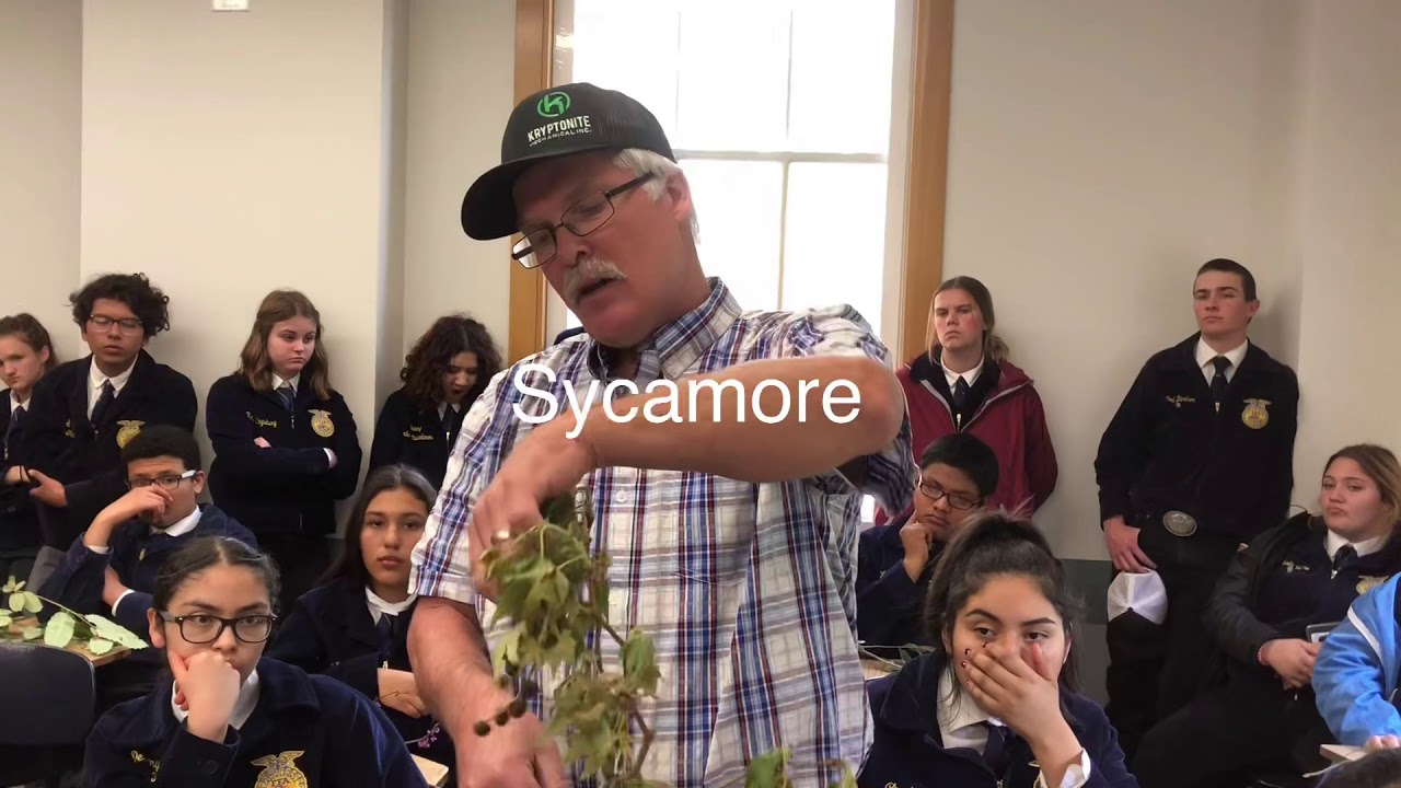 Ca FFA Forestry CDE Plant ID - YouTube