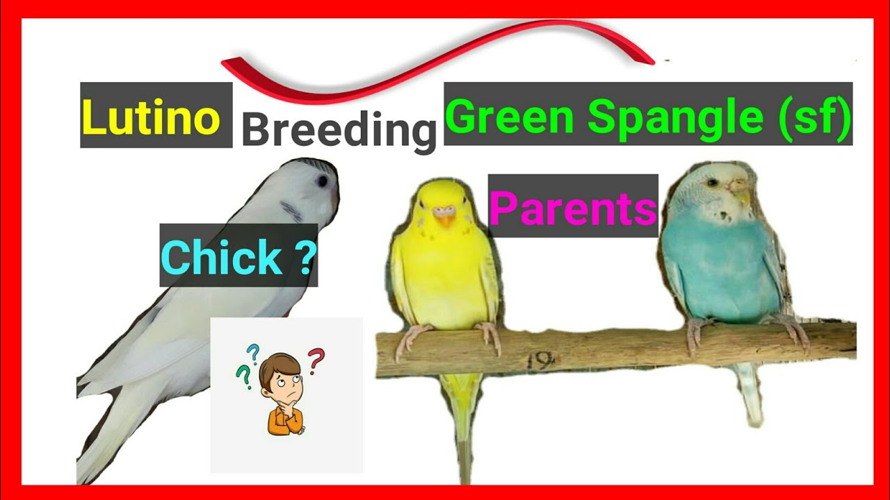 Lutino X Green Spangle (sf) Budgie Pairing Results | Pair And Chicks ...