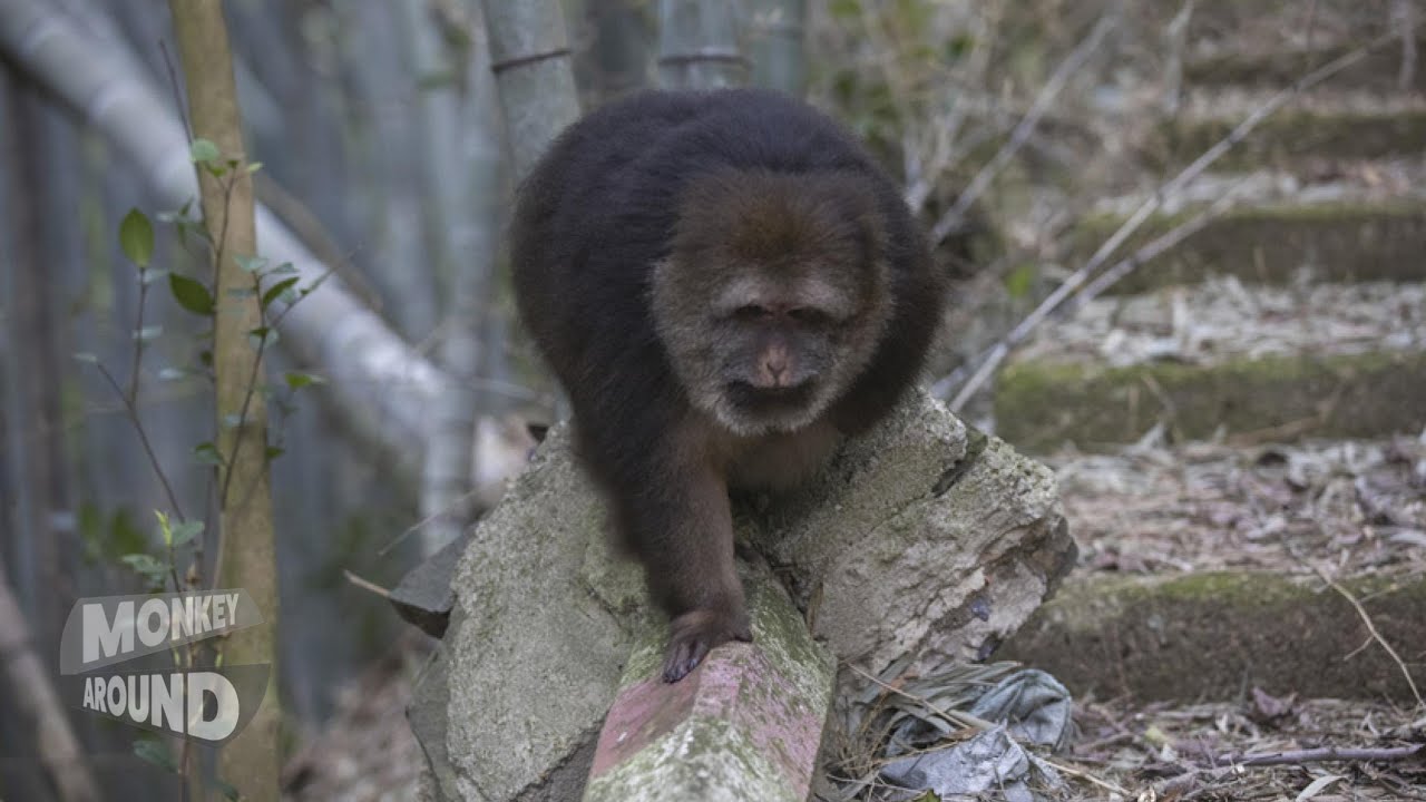 Animals are protective. - YouTube