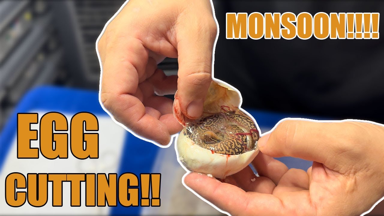 Monsoon Egg Cutting!! #ballpython #snakes #eggcutting - YouTube