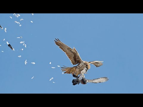 falcon attack on our bird 😣 - YouTube