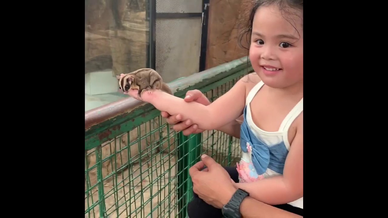 Brave kid touching wild animals at the zoo - YouTube