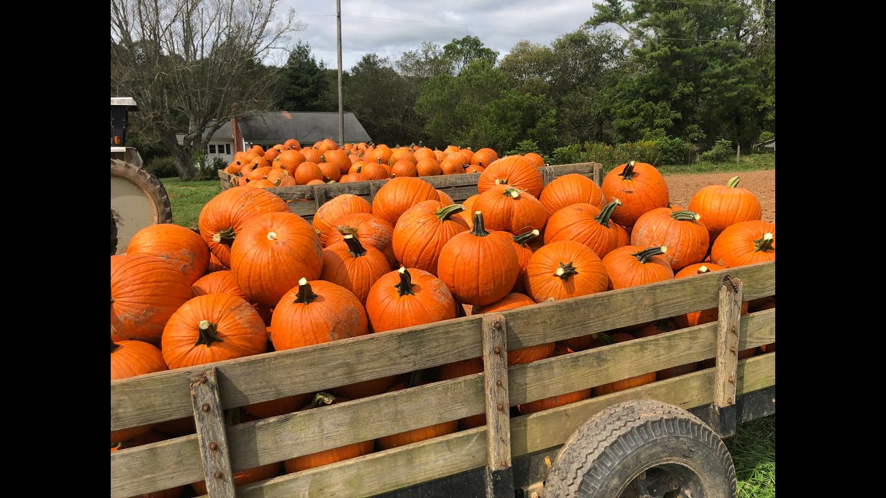 Virginia Pumpkin Growers Association Virtual Tour 2020 - YouTube