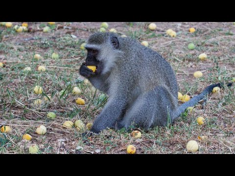 African Animals Getting Drunk Off Ripe Marula Fruit FUNNY ANIMALS ...