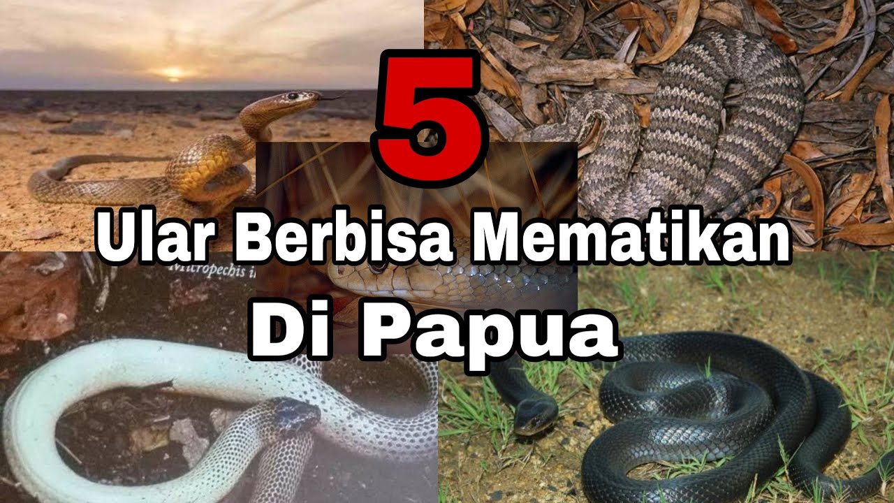 5 Ular Berbisa Mematikan Di Papua - YouTube