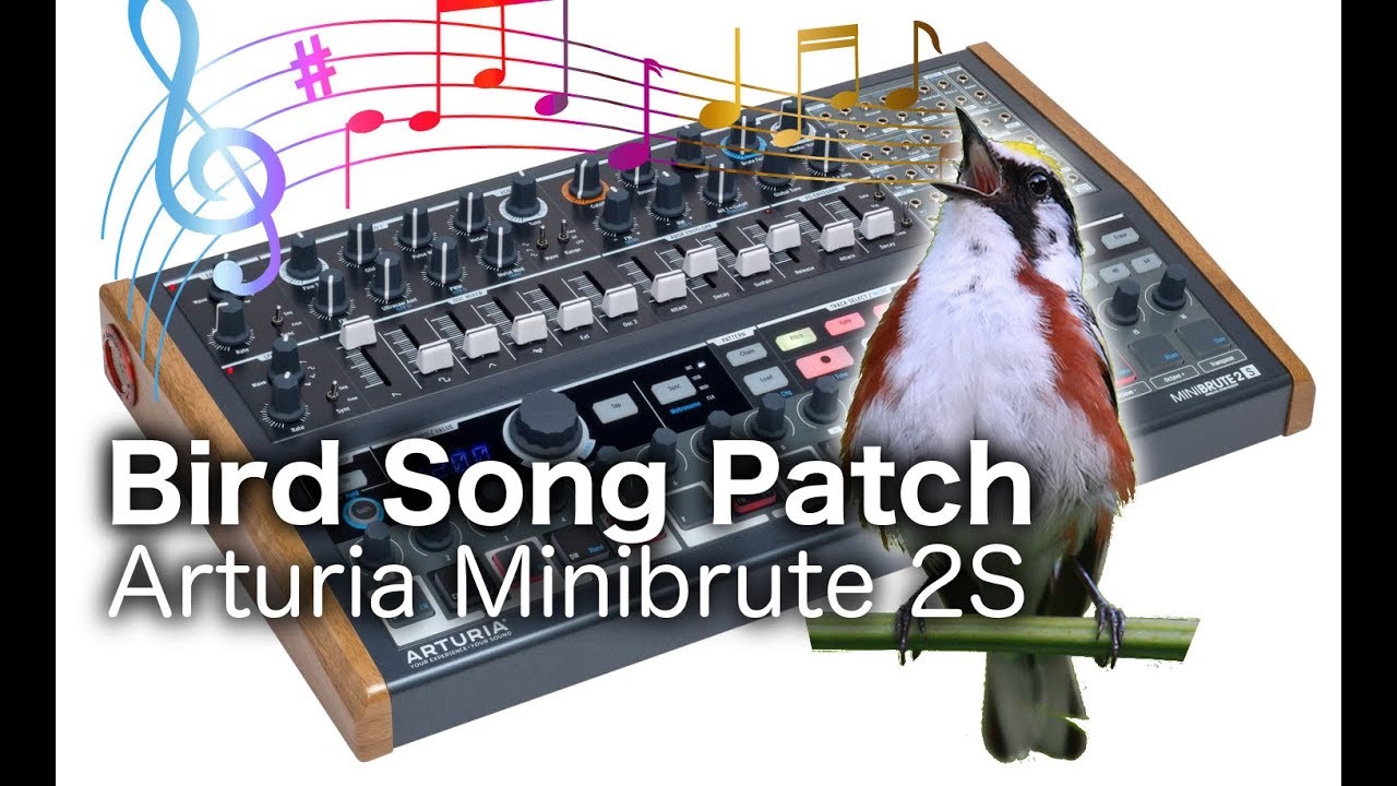 Bird Noises patch on Minibrute 2S by Arturia - YouTube