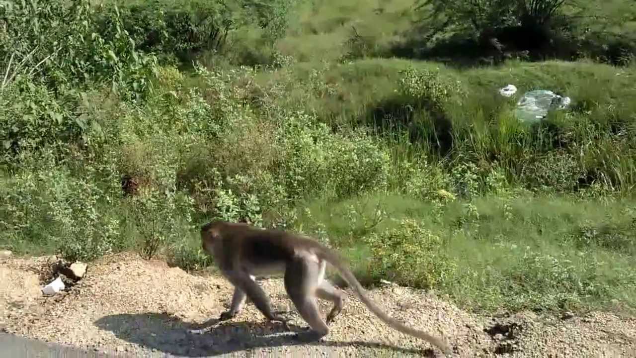 Monkey chasing... - YouTube