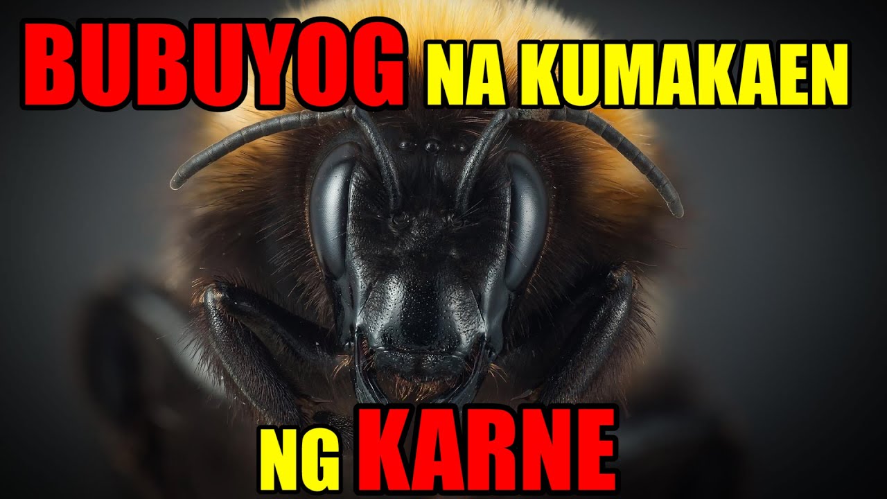 BUBUYOG NA KUMAKAIN NG NABUBULOK NA KARNE - vulture bees - YouTube