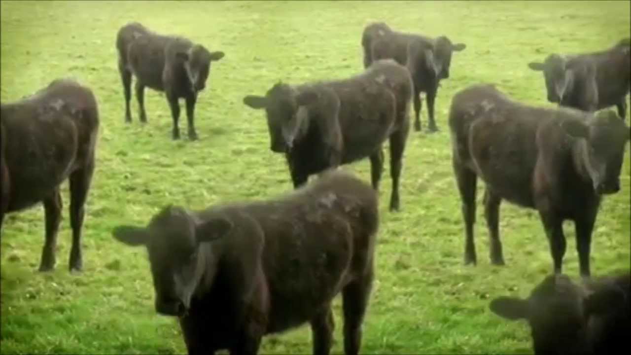 Harlem Shake - Cows & Cows & Cows edition - YouTube