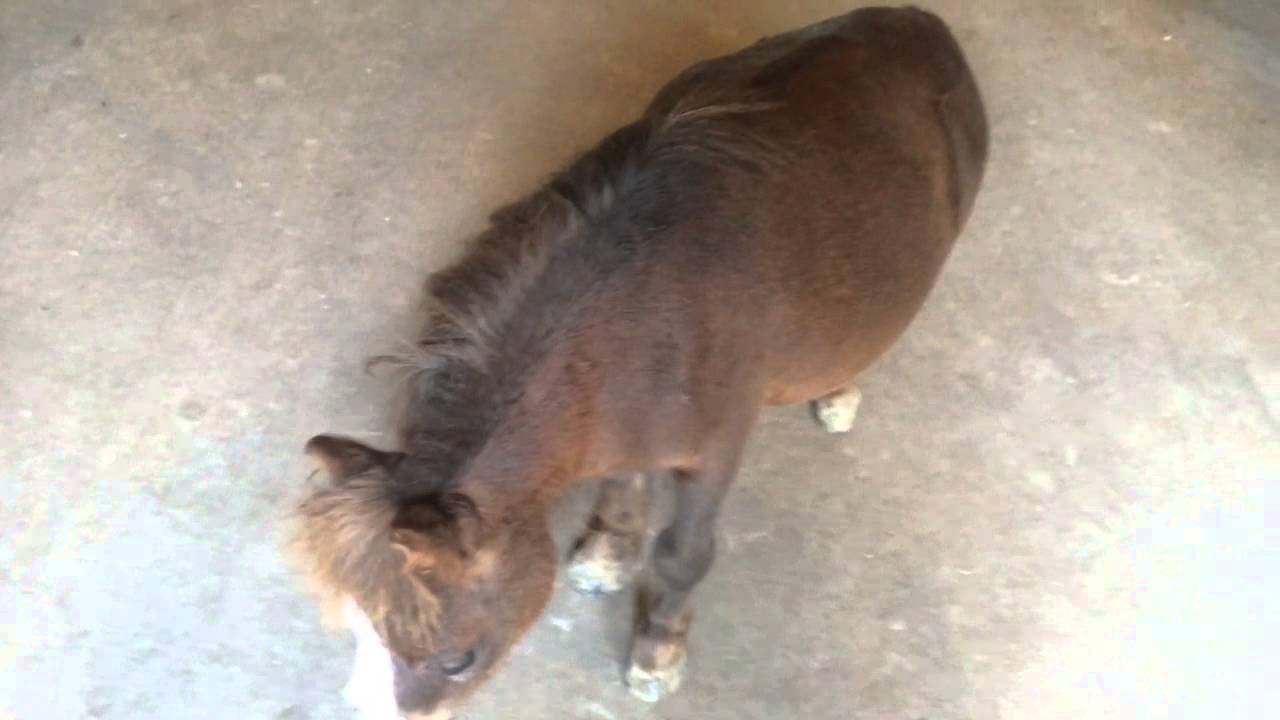 Smallest Horse In The World Thumbelina