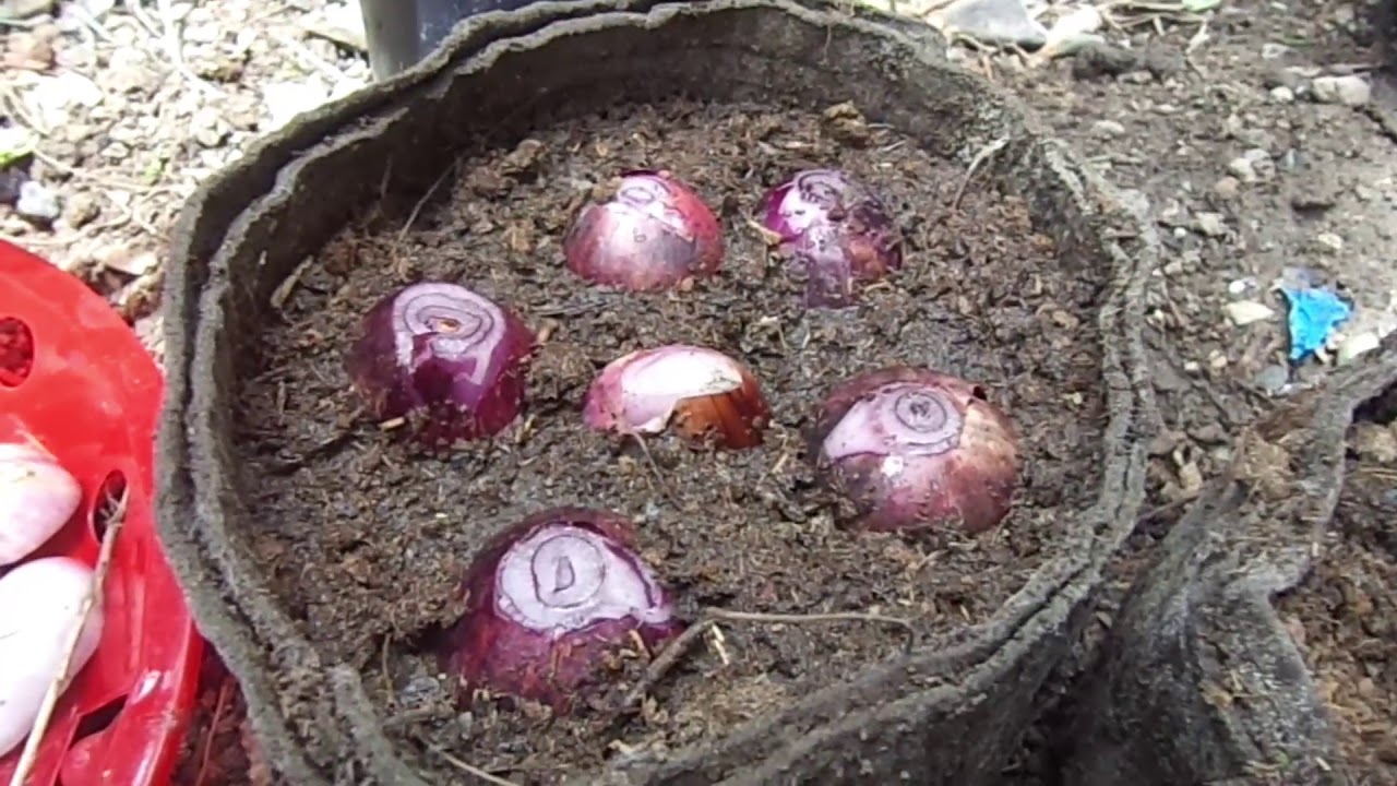 Tips on How to Plant, Regrow Red Onions | Princess Micayllah. - YouTube