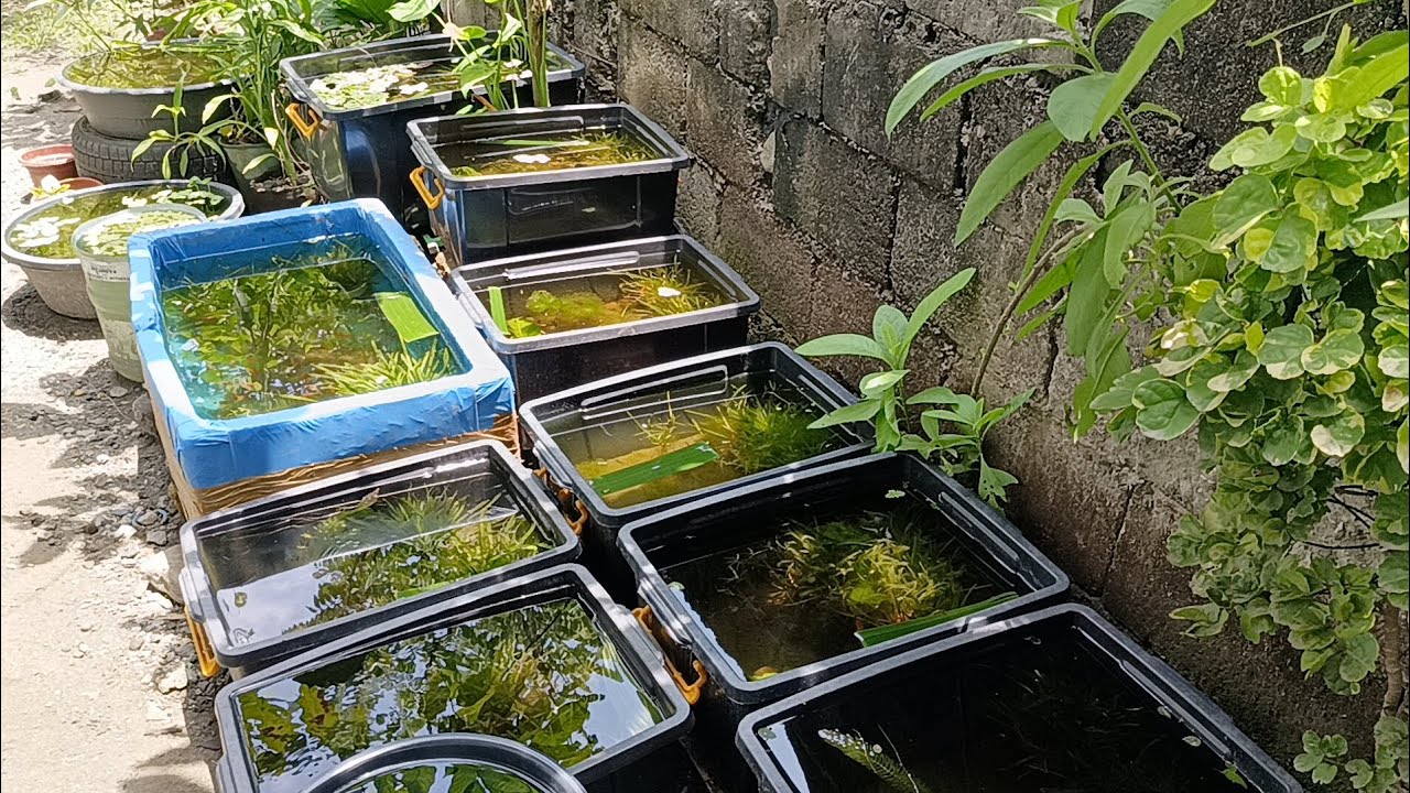Backyard ornamental fish farming | So Relaxing - YouTube
