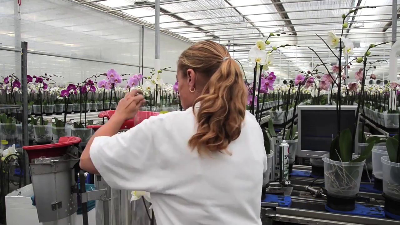 Hebo Halter for the sleeving of flowers and plants - YouTube