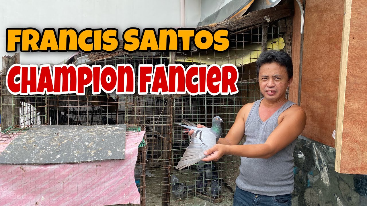 FRANCIS SANTOS "CHAMPION FANCIER" |Reggie Cruz Loft & Aviary # ...