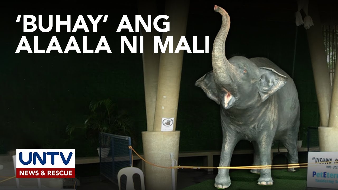 Preserved na katawan ng elepanteng si Mali, dinarayo sa Manila Zoo ...