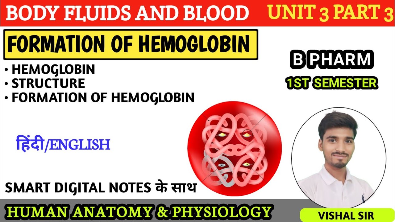 Body fluids and blood | Hemoglobin | Formation of Hemoglobin | Steps ...