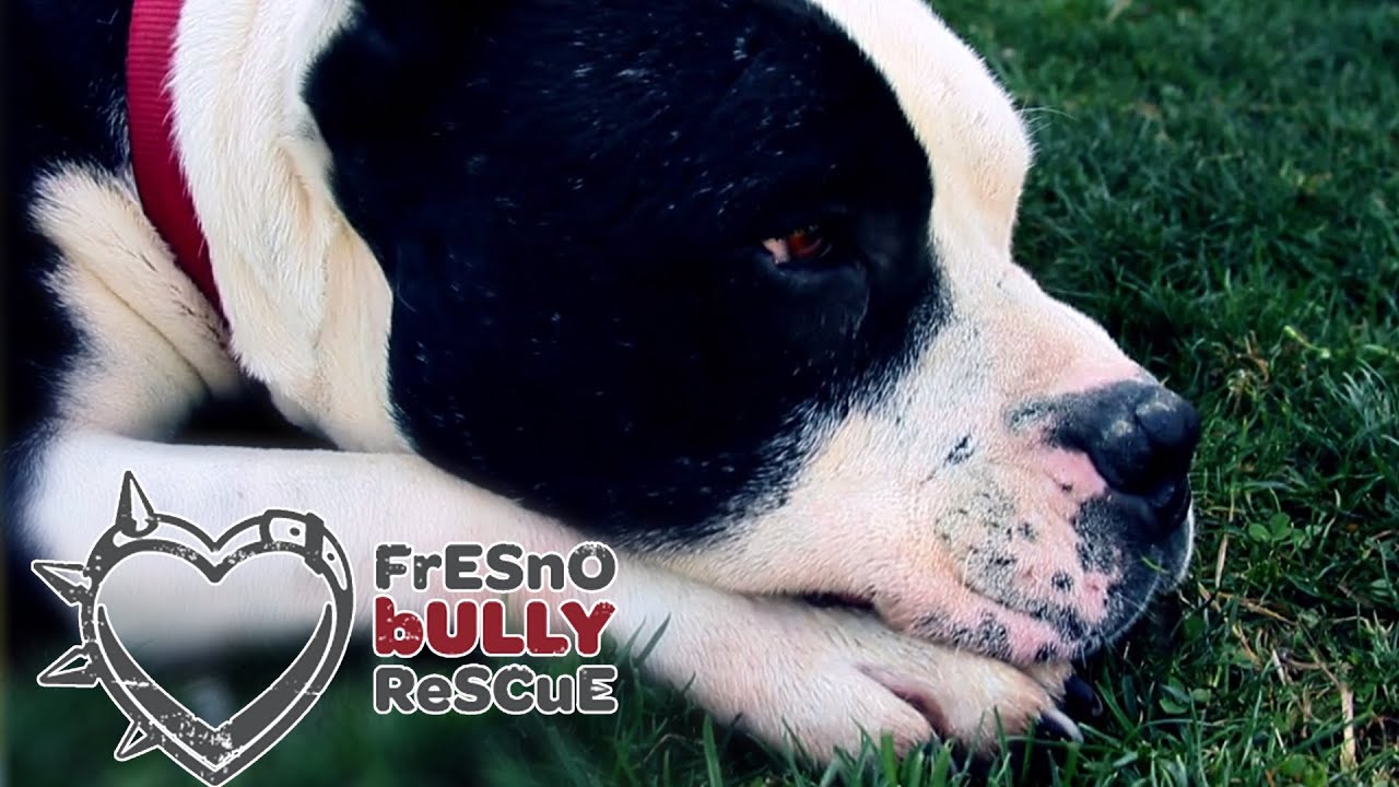 Fresno Bully Rescue - Vintage Days - YouTube