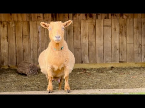 20 Pregnant goat mamas! - YouTube