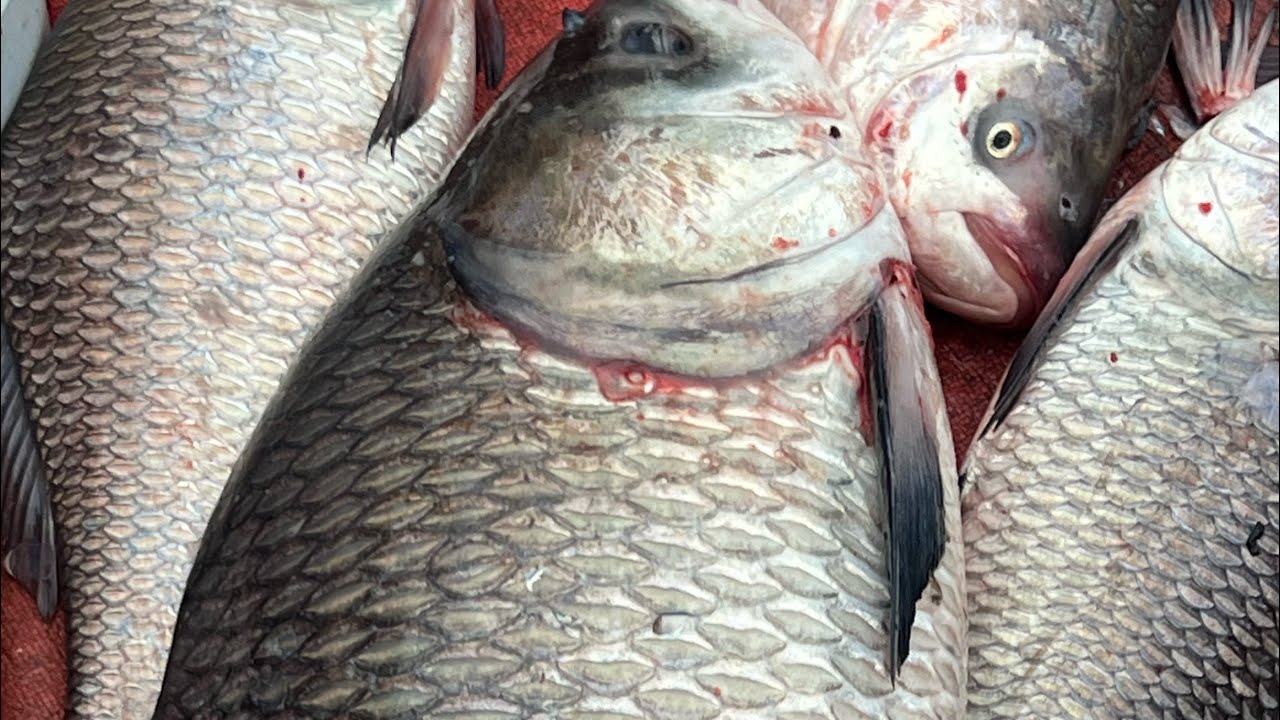 amazing big big big katol fish#fishingvideo #bdfishcutting # ...