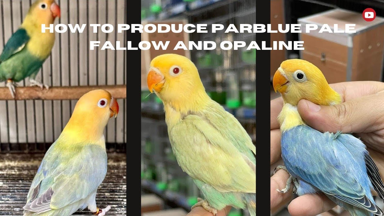 How to produce parblue pale fallow opaline ? #Parblueopalinepalefallow ...