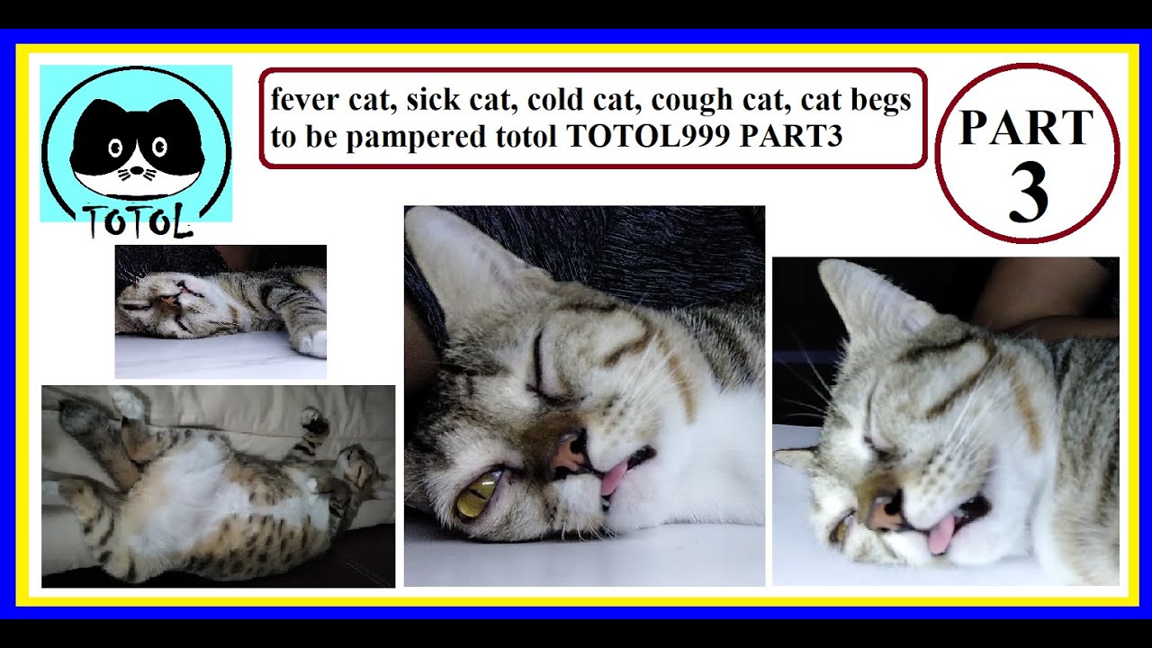 fever cat, sick cat, cold cat, cough cat, cat begs to be pampered totol ...