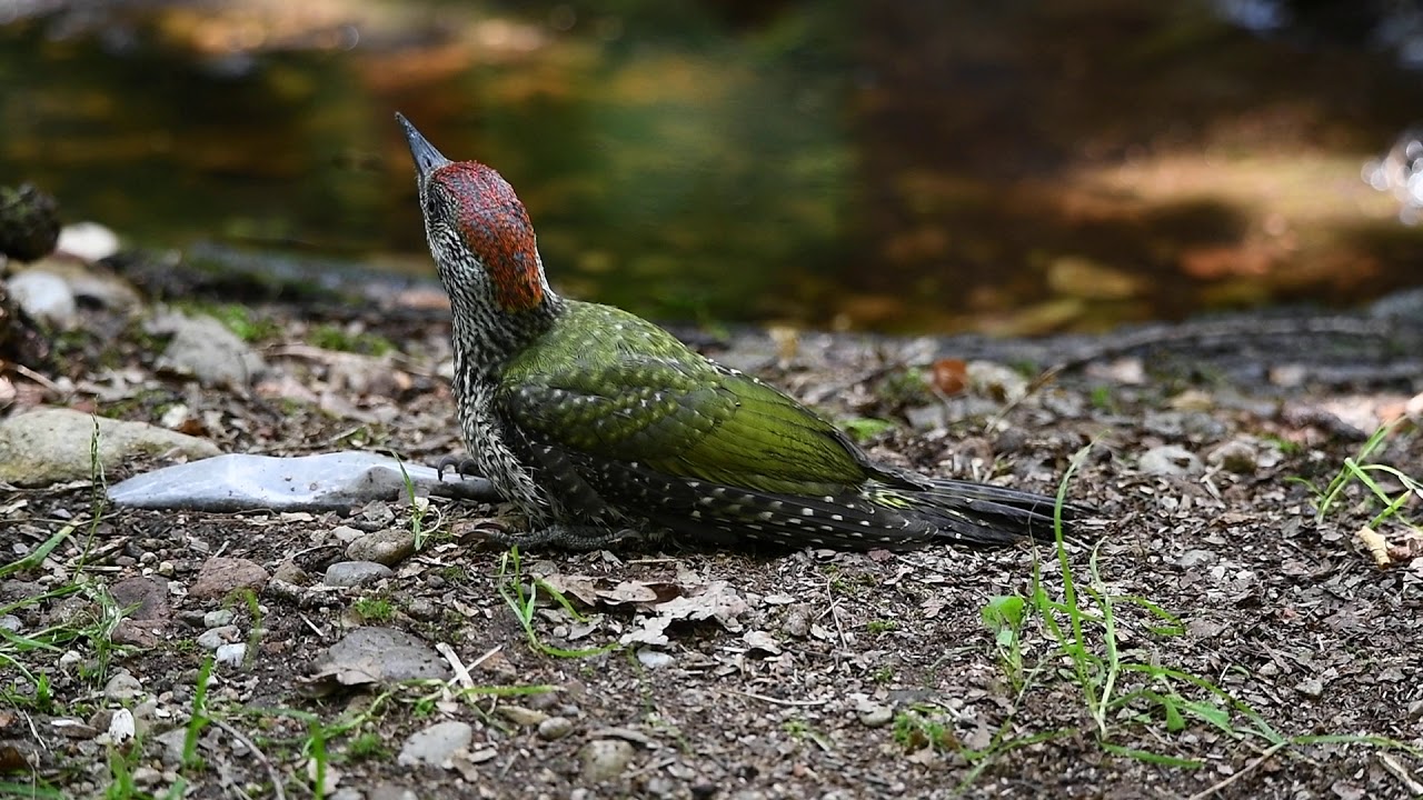Picchio verde Picus viridis 1 - YouTube
