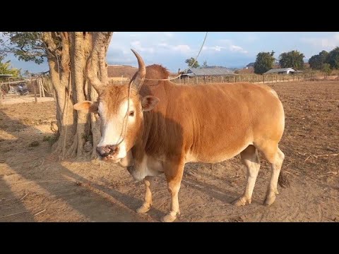 Mus Saib Choj Yaj Nyob Ban Yaun Tus Nyuj - YouTube
