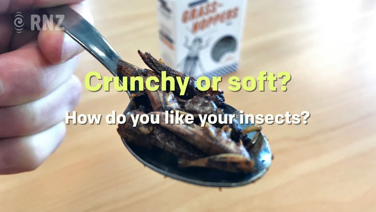 Crunchy or soft - how do you like your insects? - YouTube