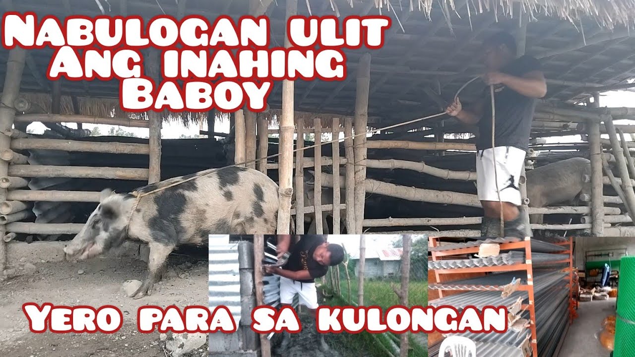 NABULOGAN ULIT ANG INAHING BABOY / YERO SA KULONGAN NG BABOY - YouTube