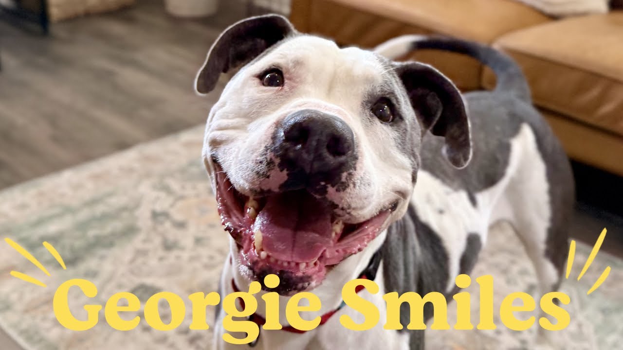 Adoptable Georgie Smiles | Wins Best Smile Around Town - YouTube