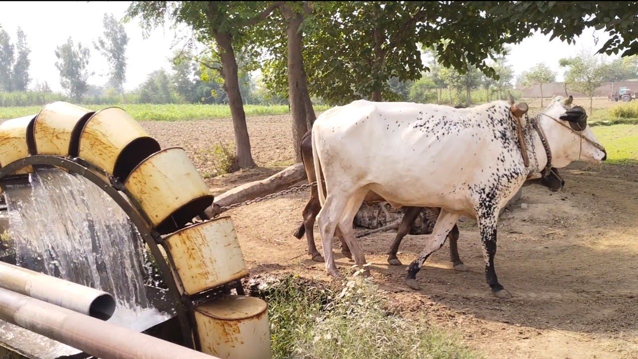 Water Lifting System With Bulls Old Irrigation Technology | Canal Water ...