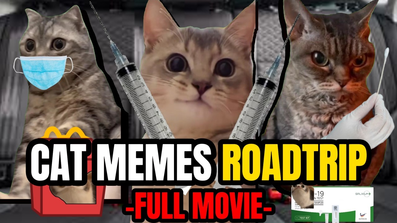 Cat Memes Roadtrip Compilation Full 1 Hour - YouTube