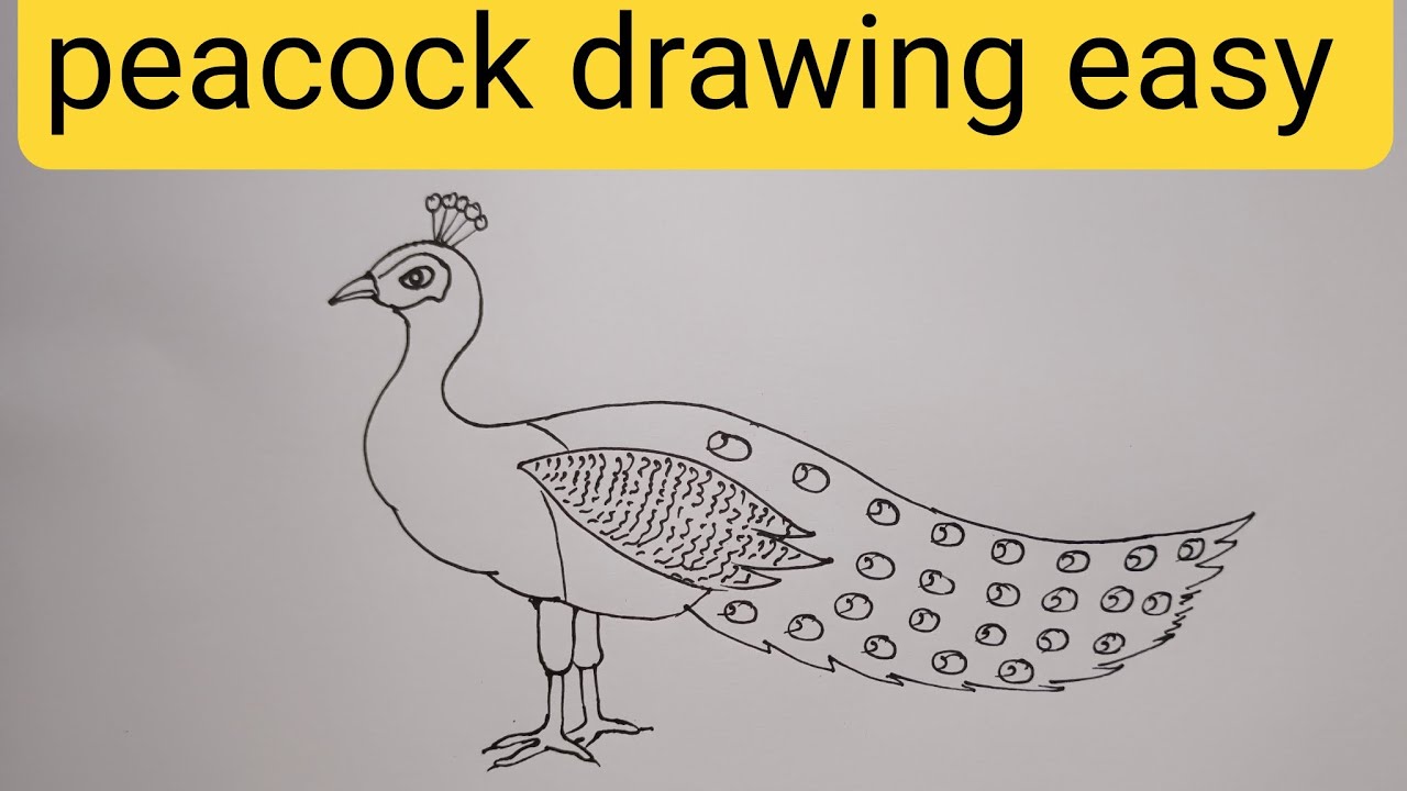how to draw peacock easy for beginner - YouTube
