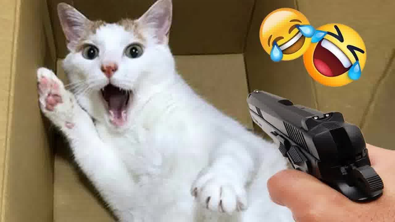 You Laugh You Lose😹Funniest Dogs and Cats 2024😻🐶 - YouTube