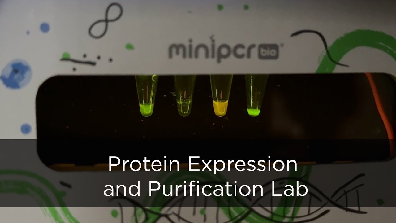 Introducing the Protein Expression and Purification Lab from miniPCR ...