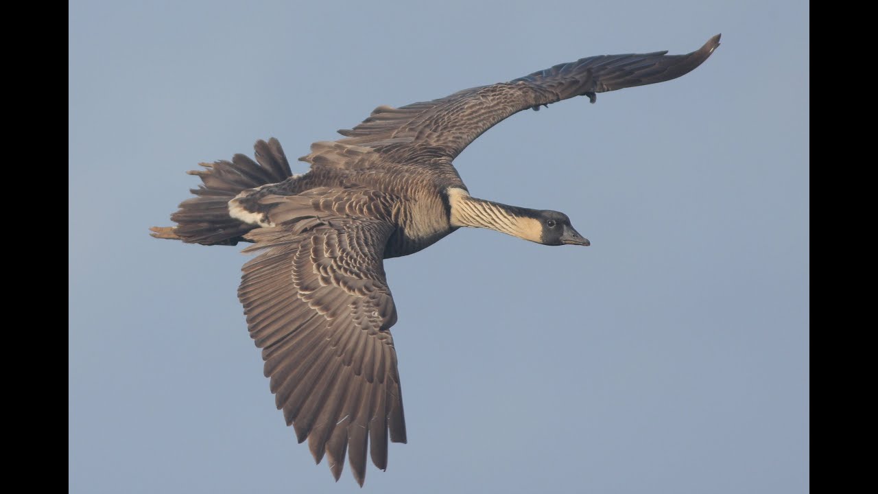 Birds at Kilauea Point National Wildlife Refuge, Kauai, Hawaii, USA ...