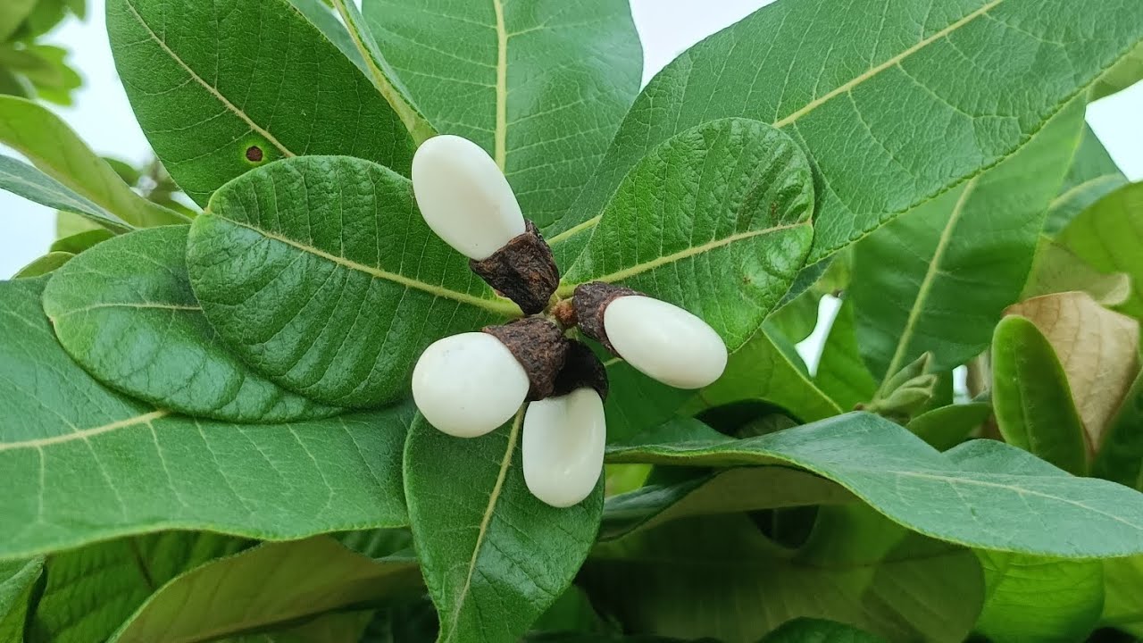 White Biba tree lbhilawa seeds Original 📞9604120694 available call me ...