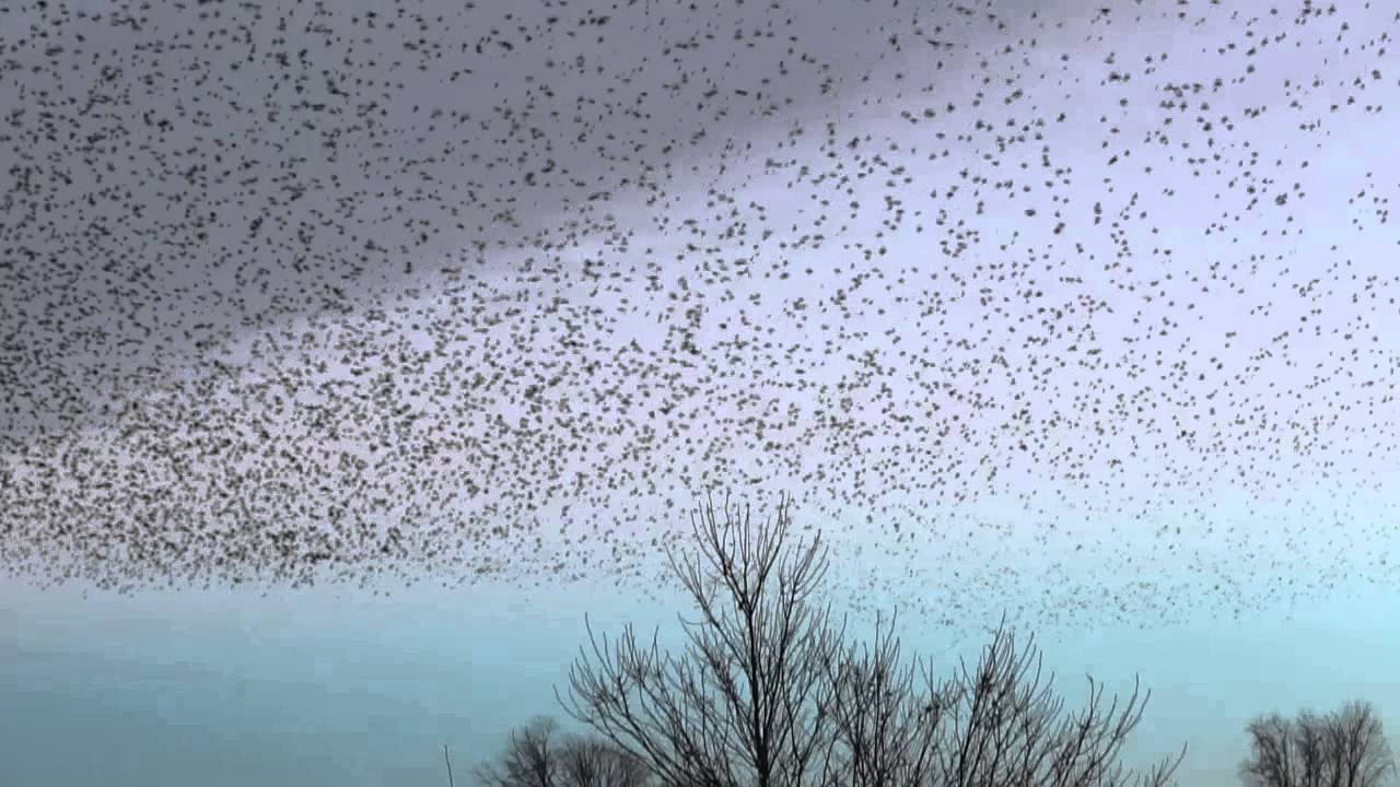 Bird Murmuration in Slow Motion - YouTube