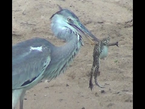 Grey Heron Hunting & Eating a Frog ! - YouTube