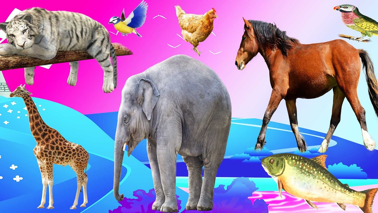 Cute Animal Sounds to Distance Yourself from Stress:horse,Cat,Cow,Tiger ...