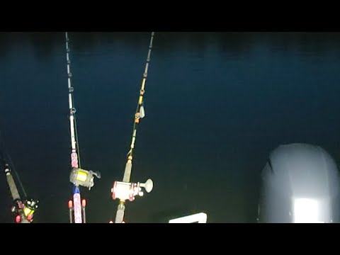 live Skip Jack for Bait - YouTube